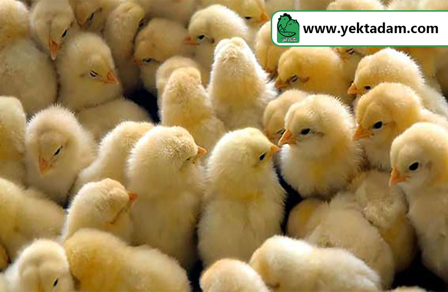 Broiler breeding A proper guide to raising broilers – گروه تولیدی ...